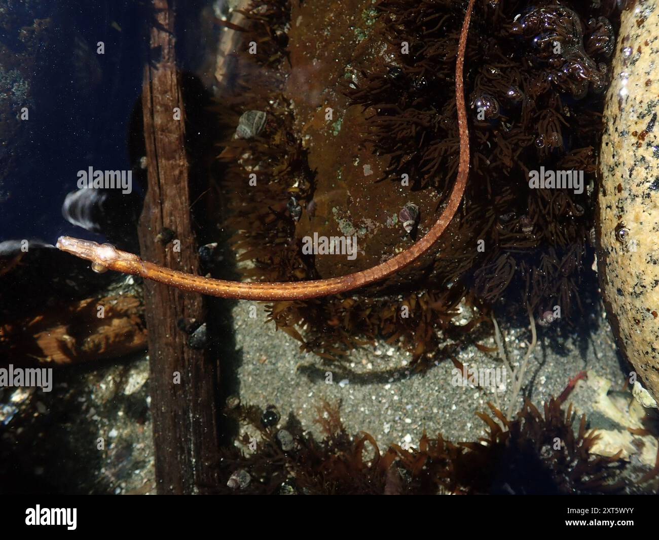 Kelp Pipefish (Syngnathus californiensis) Actinopterygii Stock Photo ...