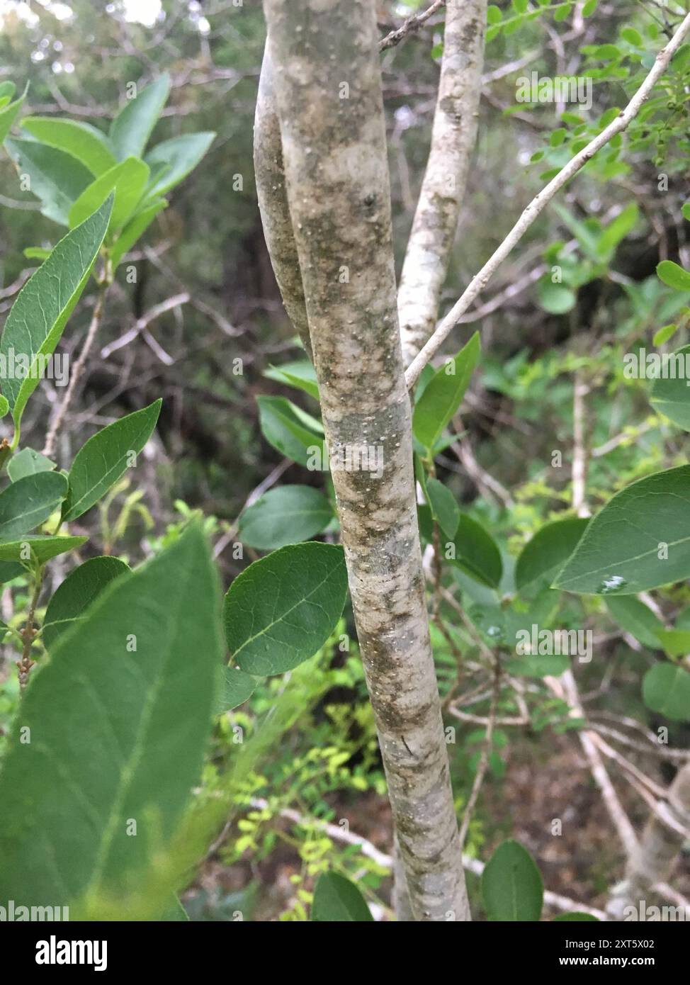 Netleaf Forestiera (Forestiera reticulata) Plantae Stock Photo - Alamy