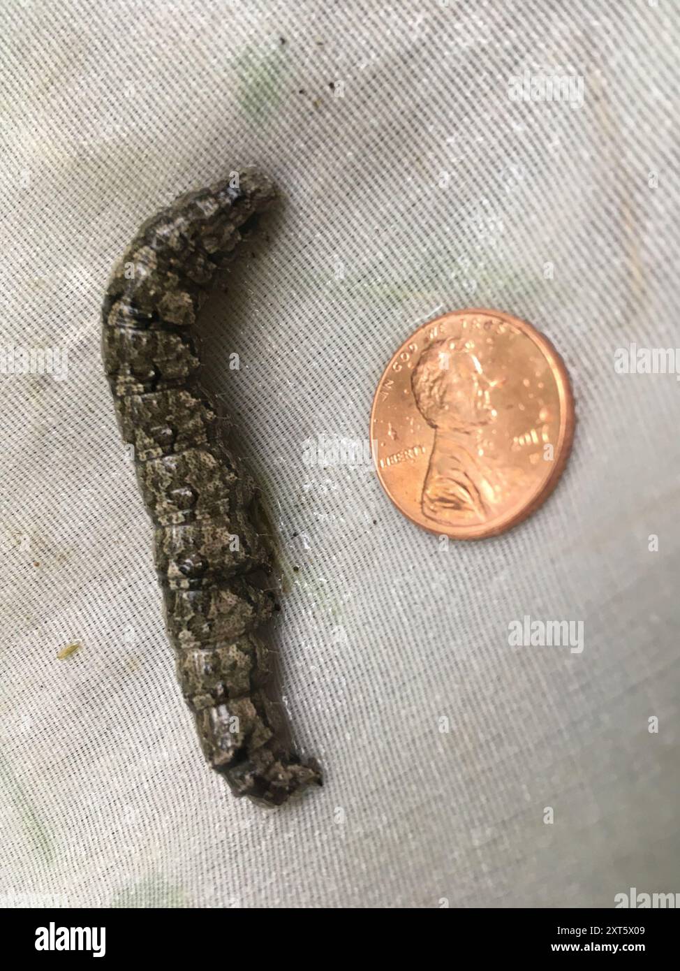 Underwing Moths (Catocala) Insecta Stock Photo - Alamy