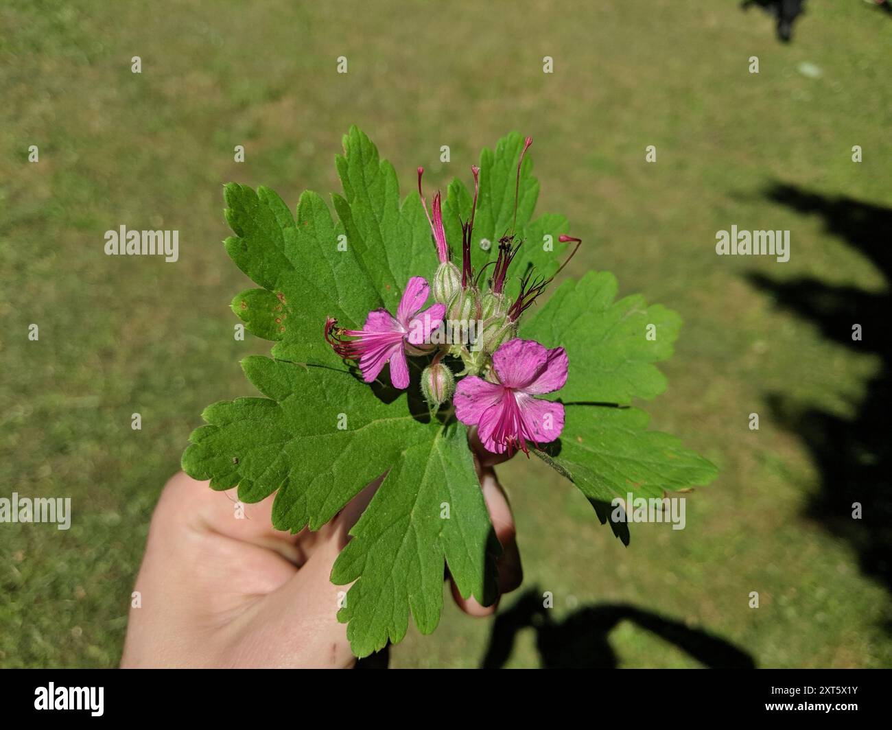 Rock Crane's-bill (Geranium macrorrhizum) Plantae Stock Photo - Alamy
