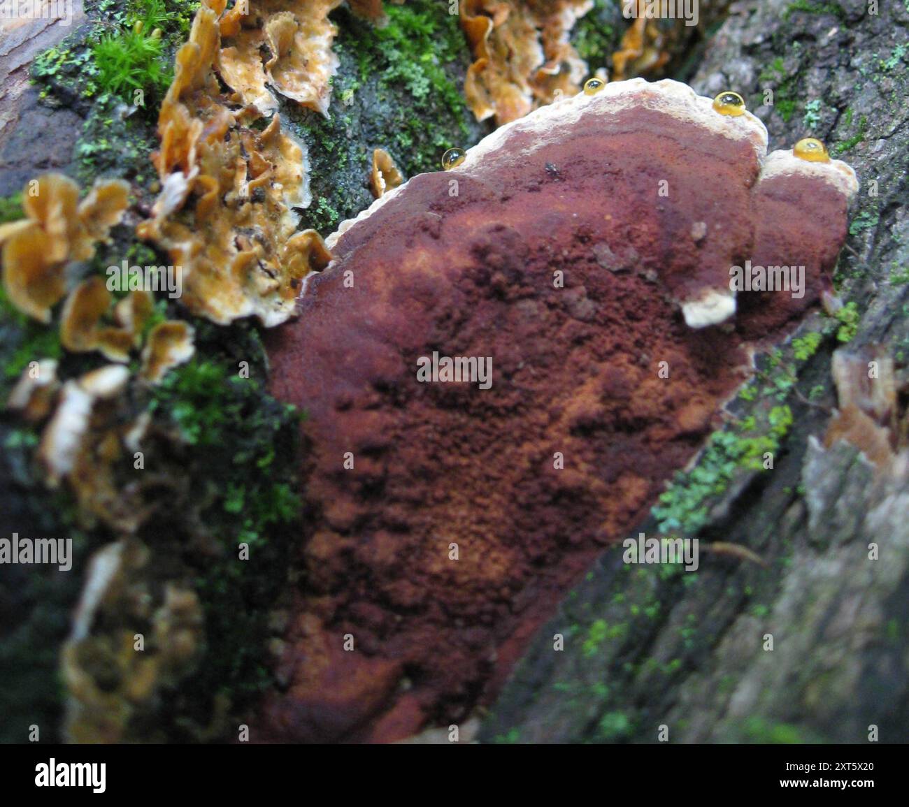 Mustard Yellow Polypore (Fuscoporia gilva) Fungi Stock Photo - Alamy