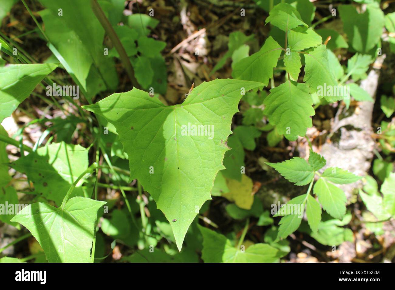 white rattlesnake root (Nabalus albus) Plantae Stock Photo - Alamy