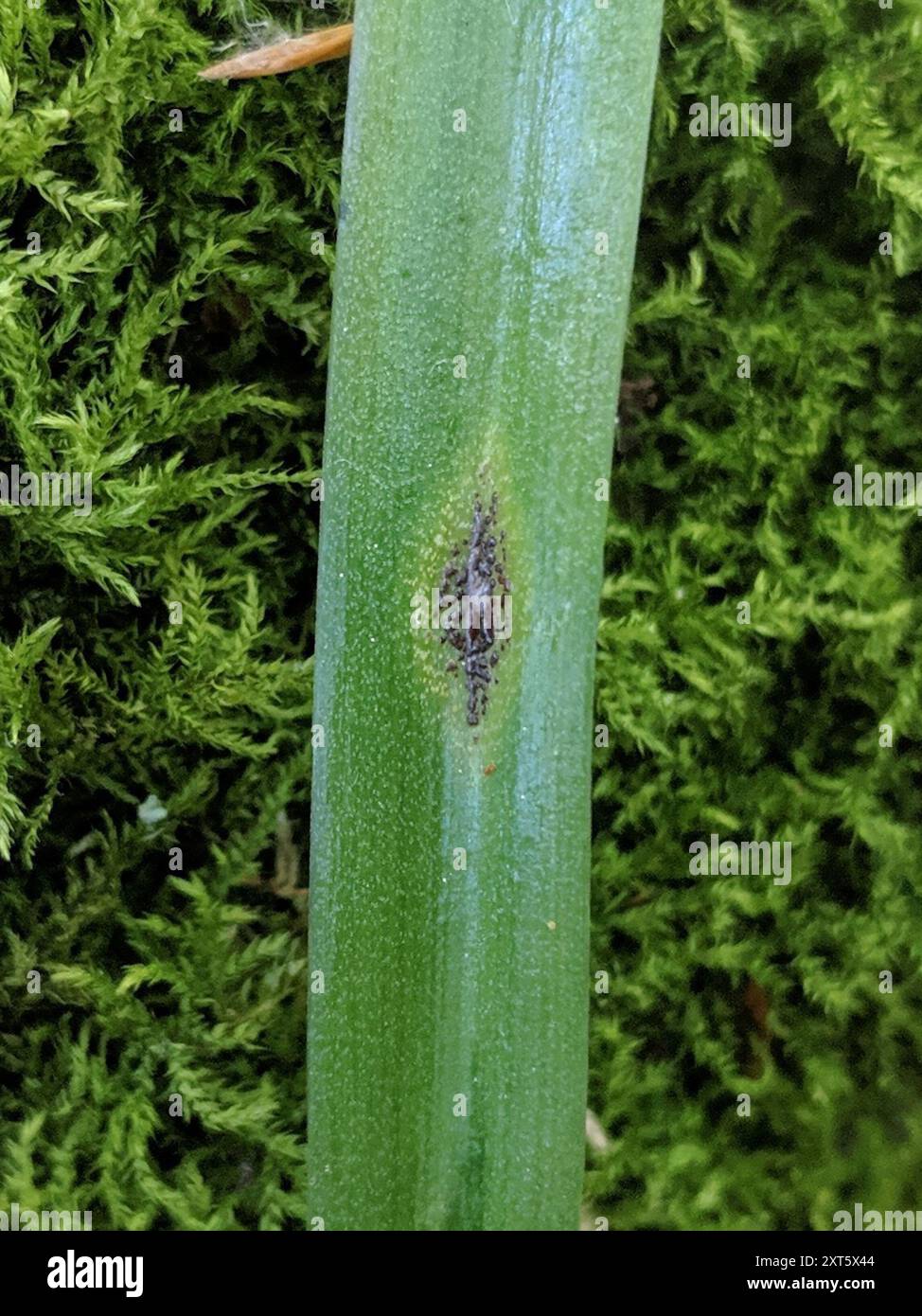 Bluebell rust (Uromyces hyacinthi) Fungi Stock Photo - Alamy