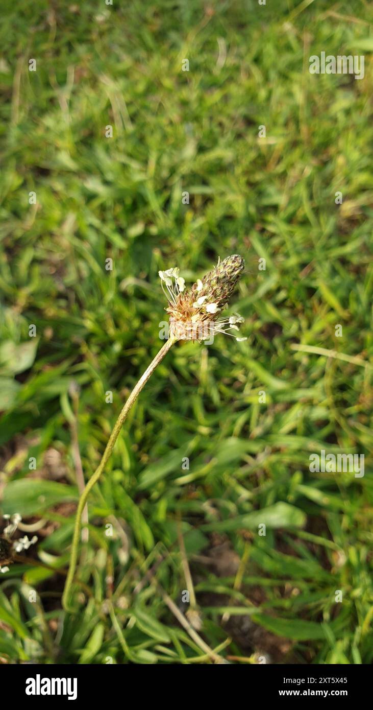 ribwort plantain (Plantago lanceolata) Plantae Stock Photo - Alamy