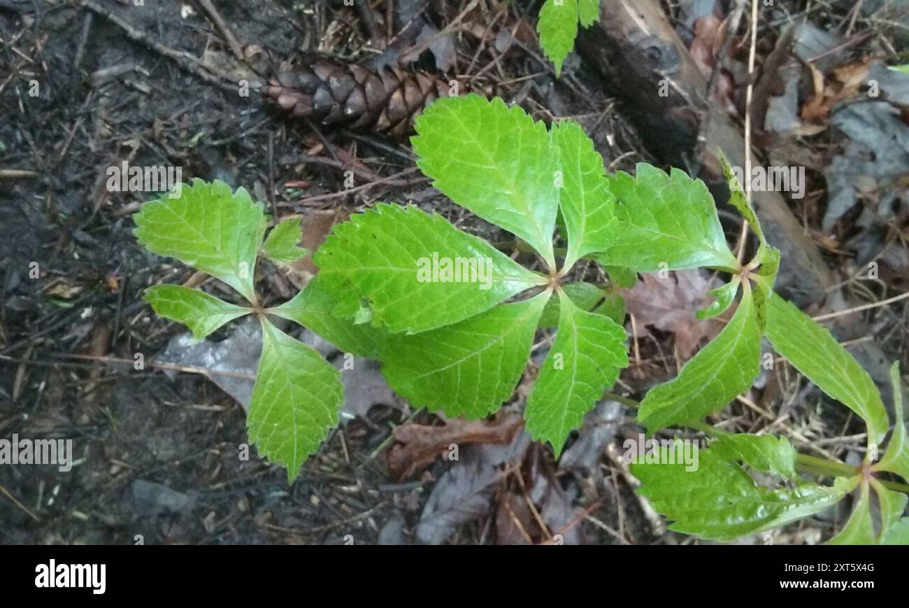 Virginia creeper (Parthenocissus quinquefolia) Plantae Stock Photo - Alamy
