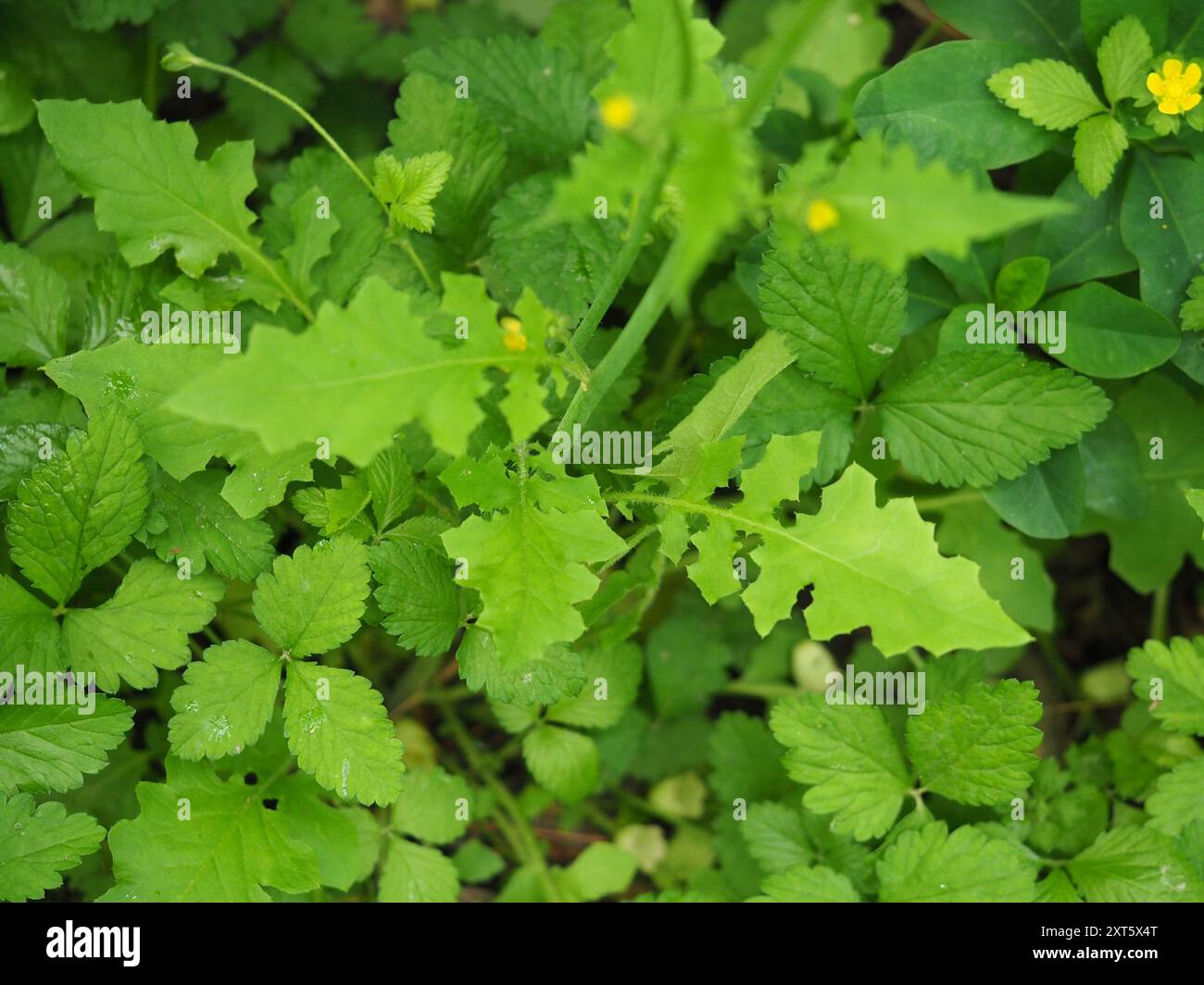 Oriental false hawksbeard (Youngia japonica) Plantae Stock Photo - Alamy