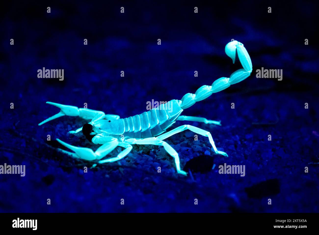 Desert Hairy Scorpion (Hadrurus arizonensis) Arachnida Stock Photo - Alamy