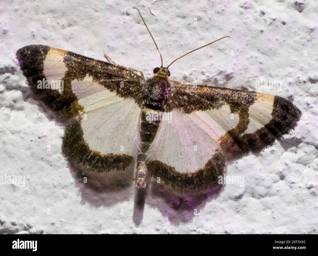 Common Spring Moth (Heliomata cycladata) Insecta Stock Photo - Alamy