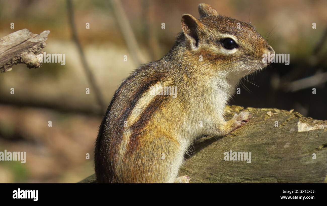 Eastern Chipmunk (Tamias striatus) Mammalia Stock Photo - Alamy