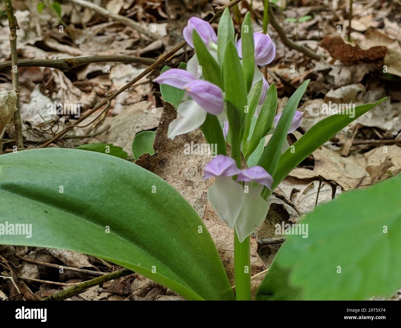 showy orchis (Galearis spectabilis) Plantae Stock Photo - Alamy