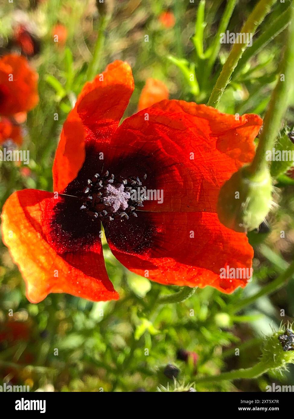 Prickly Poppy (Roemeria argemone) Plantae Stock Photo - Alamy