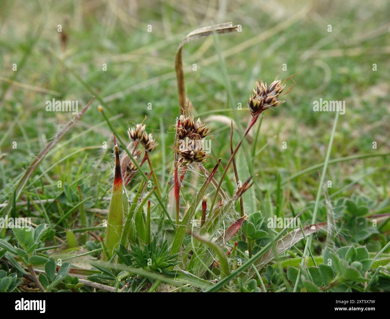 Field woodrush (Luzula campestris) Plantae Stock Photo - Alamy