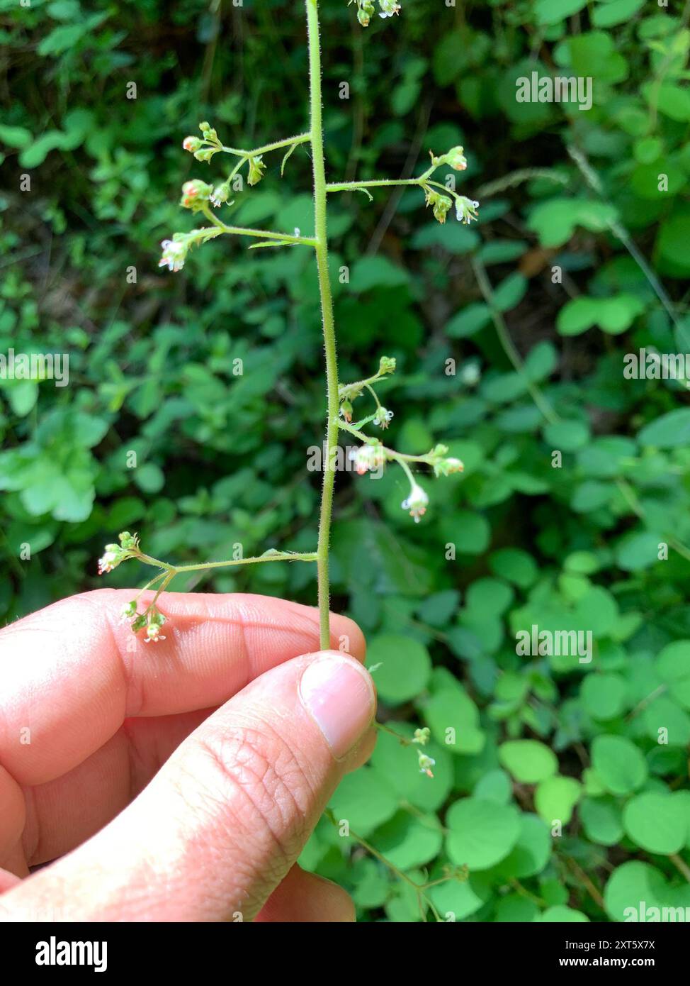 crevice alumroot (Heuchera micrantha) Plantae Stock Photo - Alamy
