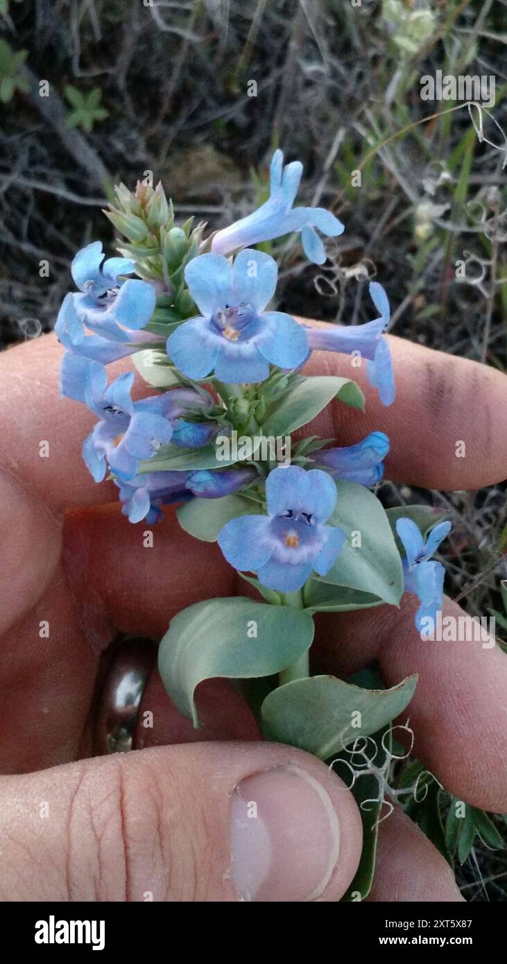 Wax-leaf Beardtongue (Penstemon nitidus) Plantae Stock Photo - Alamy