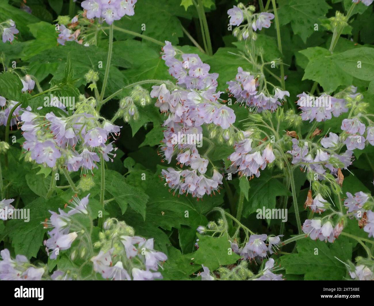 great waterleaf (Hydrophyllum appendiculatum) Plantae Stock Photo - Alamy