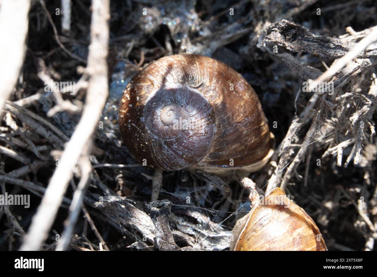 Garden Snail (Cornu aspersum) Mollusca Stock Photo - Alamy