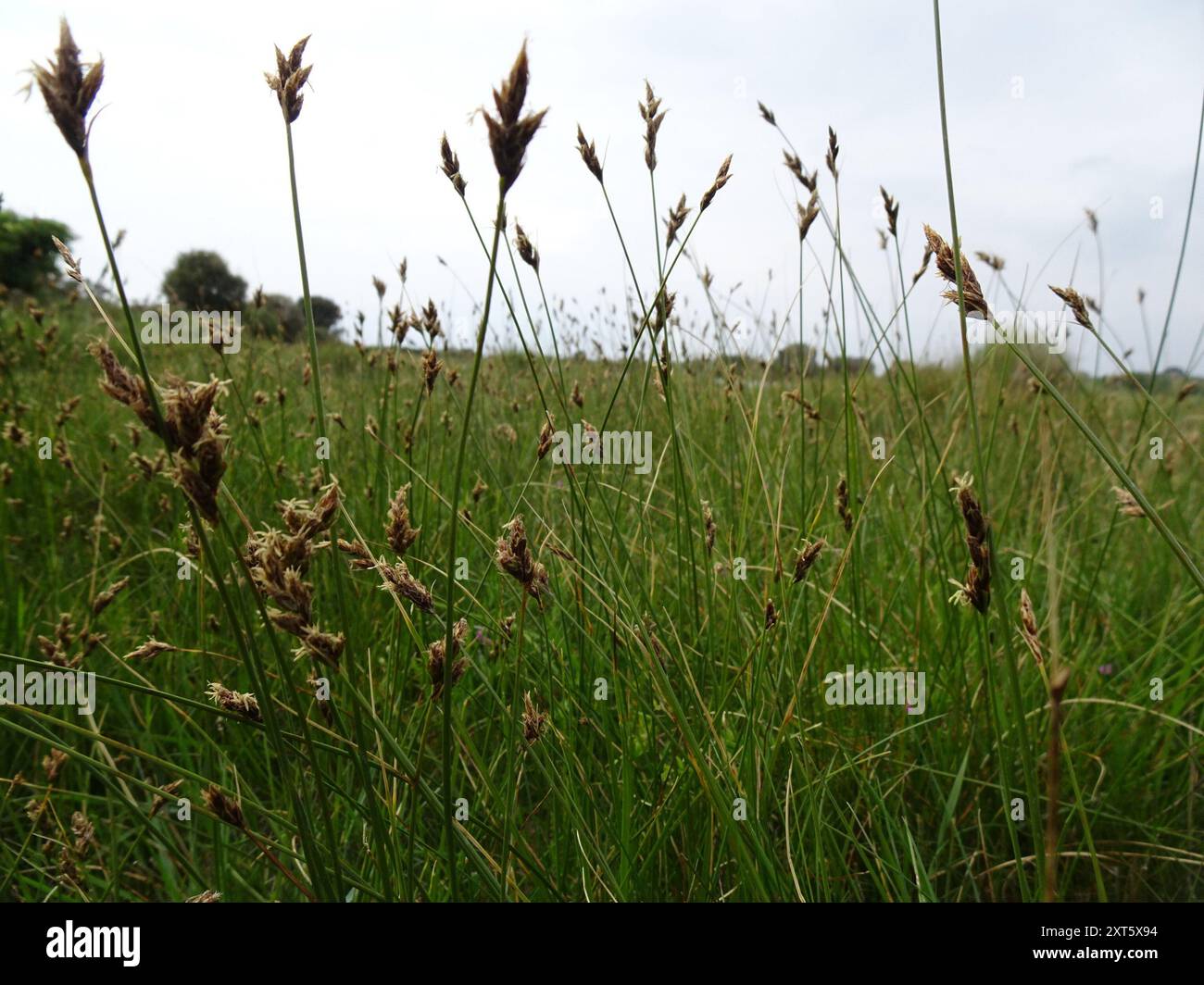 brown sedge (Carex disticha) Plantae Stock Photo - Alamy