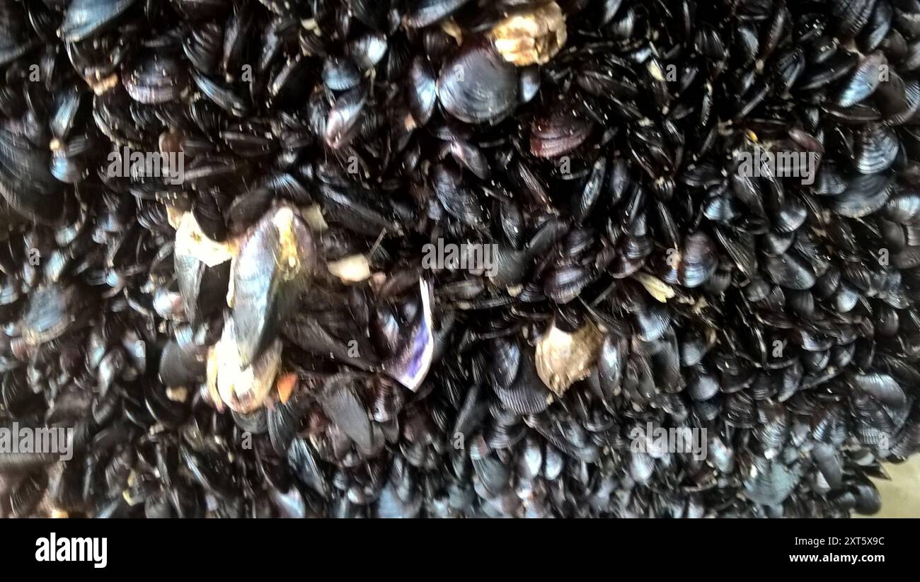 True Mussels (Mytilidae) Mollusca Stock Photo - Alamy