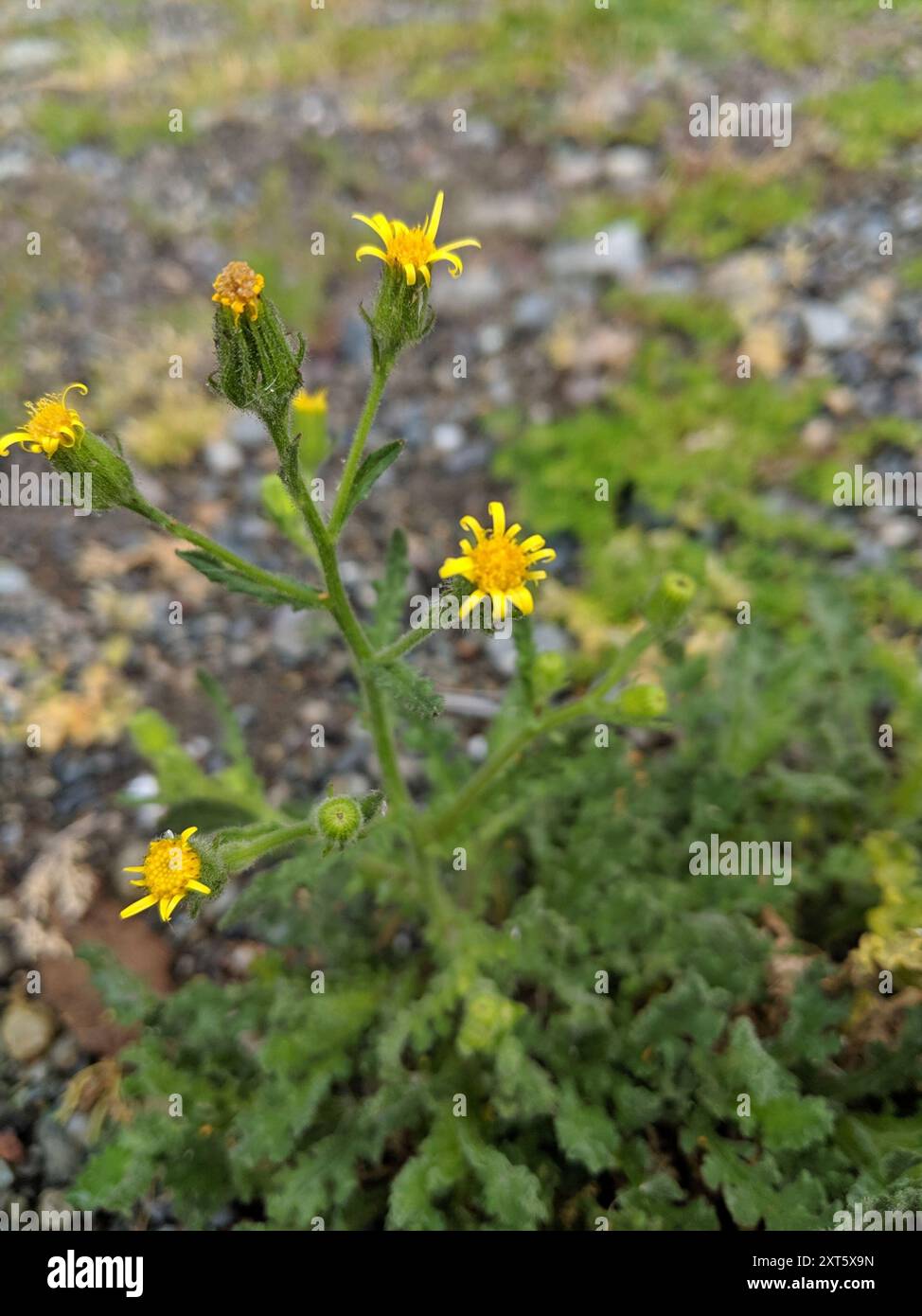 Sticky Groundsel (Senecio viscosus) Plantae Stock Photo - Alamy