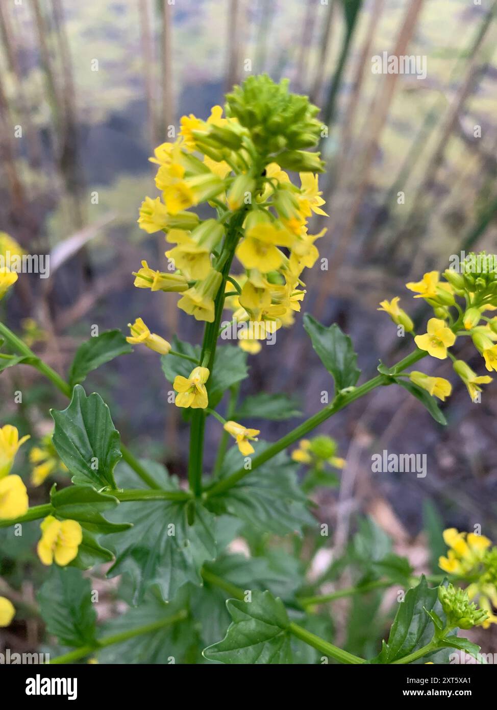 mustard family (Brassicaceae) Plantae Stock Photo - Alamy