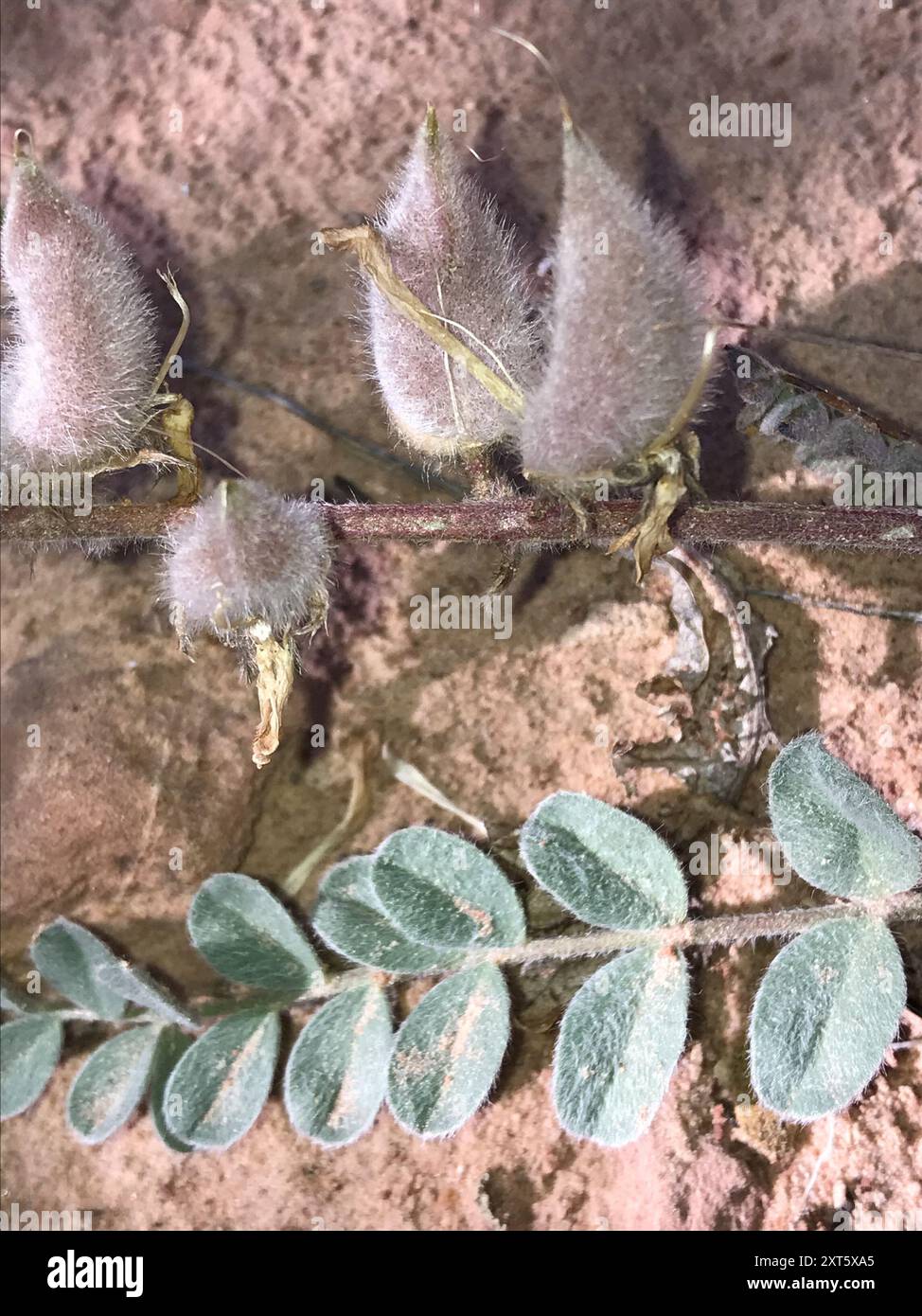 Woolly Locoweed (Astragalus mollissimus) Plantae Stock Photo - Alamy