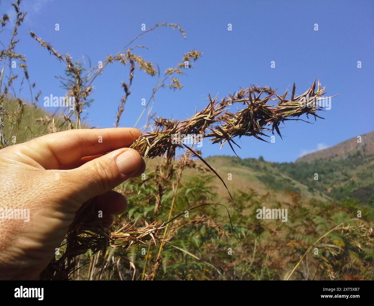 Turpentine grass hi-res stock photography and images - Alamy