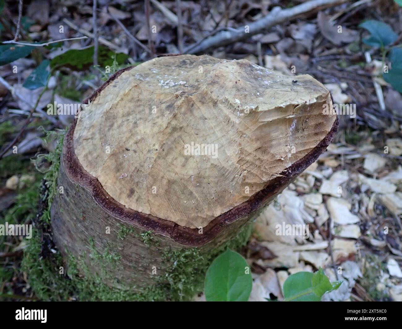 American Beaver (Castor canadensis) Mammalia Stock Photo - Alamy