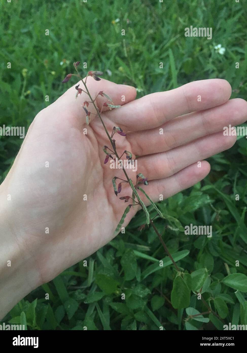 creeping beggarweed (Desmodium incanum) Plantae Stock Photo - Alamy