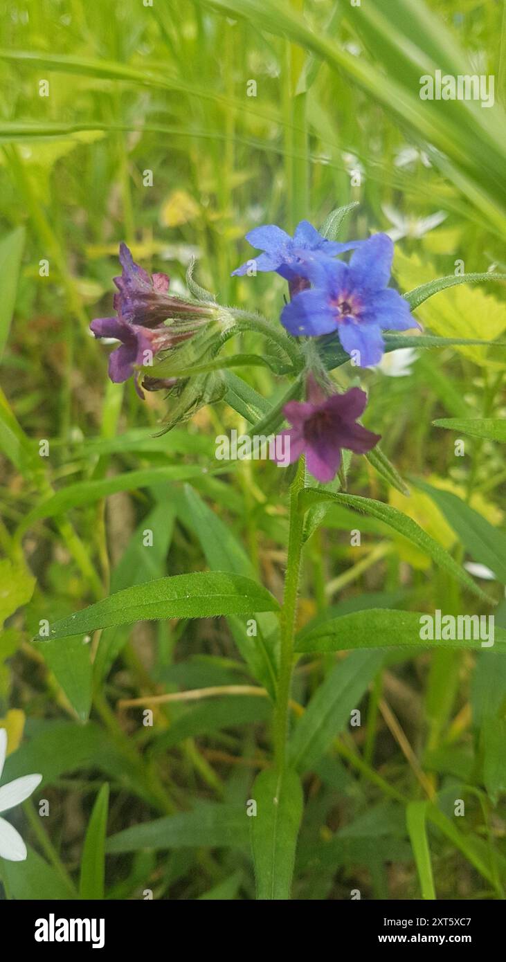 Purple Gromwell (Aegonychon purpurocaeruleum) Plantae Stock Photo - Alamy
