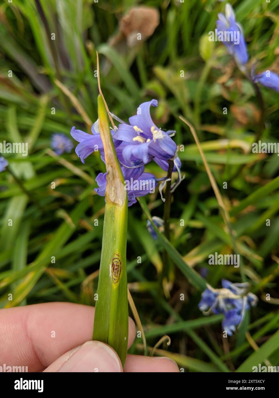 Uromyces hi-res stock photography and images - Alamy