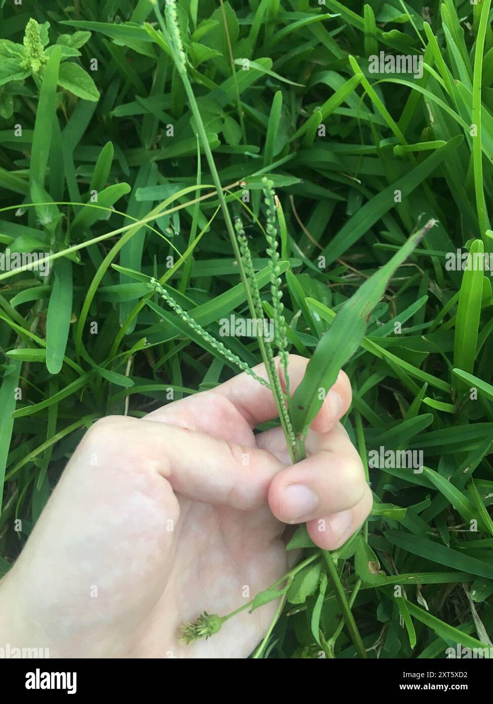 Thin Paspalum (Paspalum setaceum) Plantae Stock Photo - Alamy
