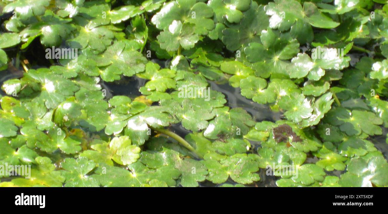 floating marsh pennywort (Hydrocotyle ranunculoides) Plantae Stock ...