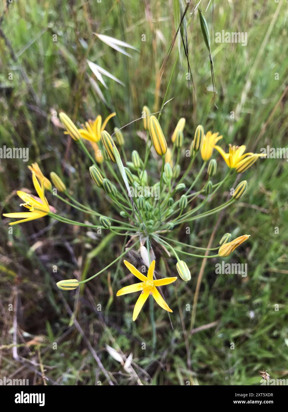 goldenstar (Bloomeria crocea) Plantae Stock Photo - Alamy