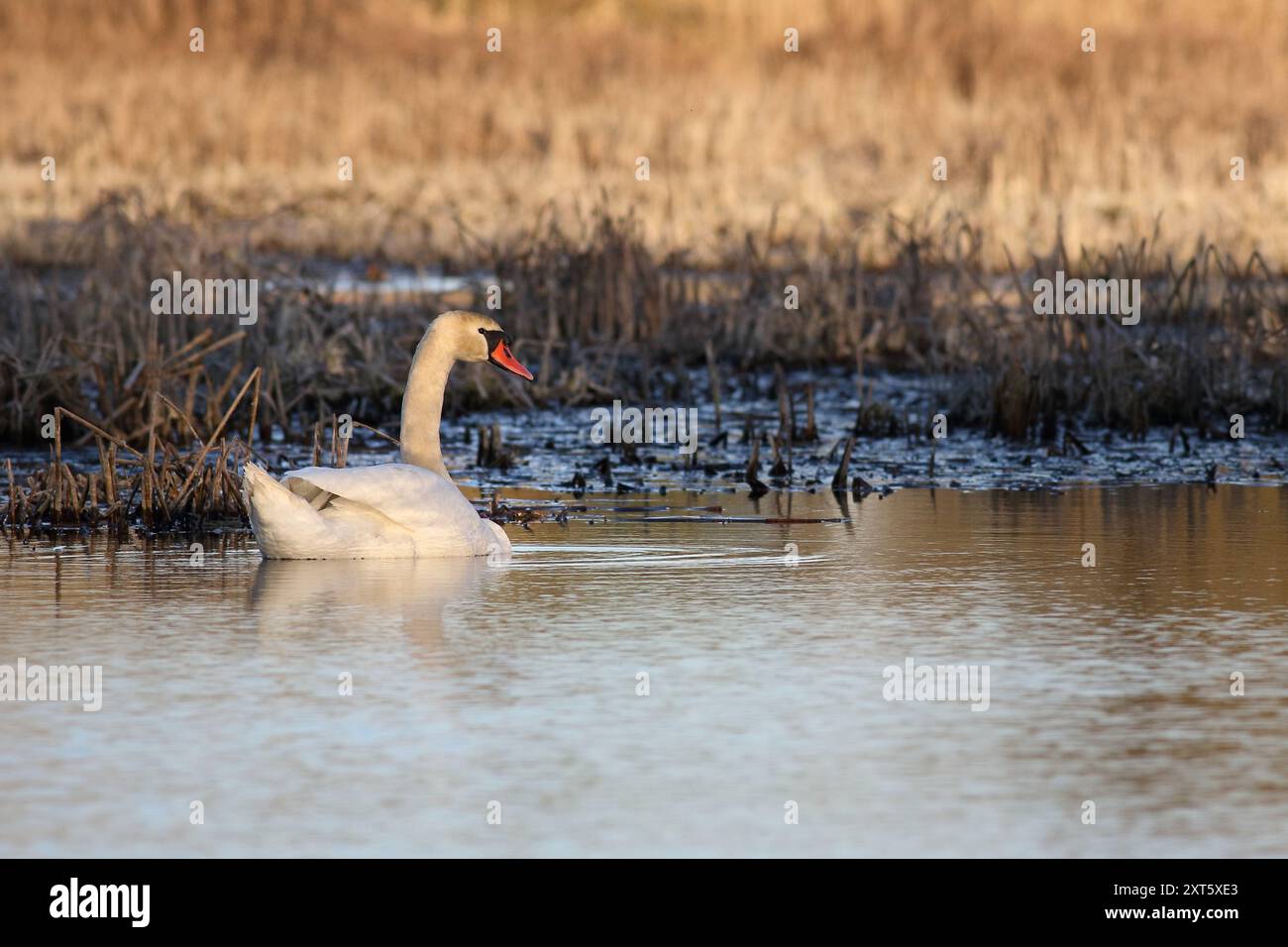 Swan swimming in a swamp near Ipelske Predmostie, Slovakia Stock Photo ...