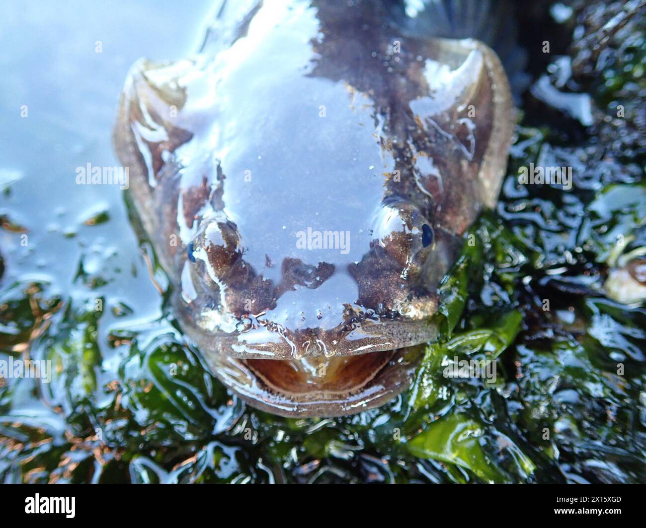 Plainfin Midshipman (Porichthys notatus) Actinopterygii Stock Photo - Alamy