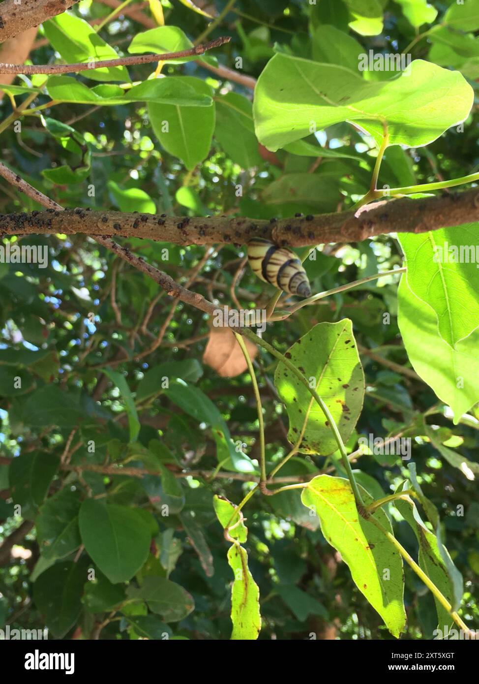 Lined Treesnail (Mesembrinus multilineatus) Mollusca Stock Photo - Alamy