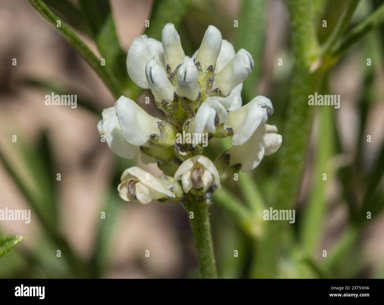 Lance-leaved scurf-pea (Ladeania lanceolata) Plantae Stock Photo - Alamy