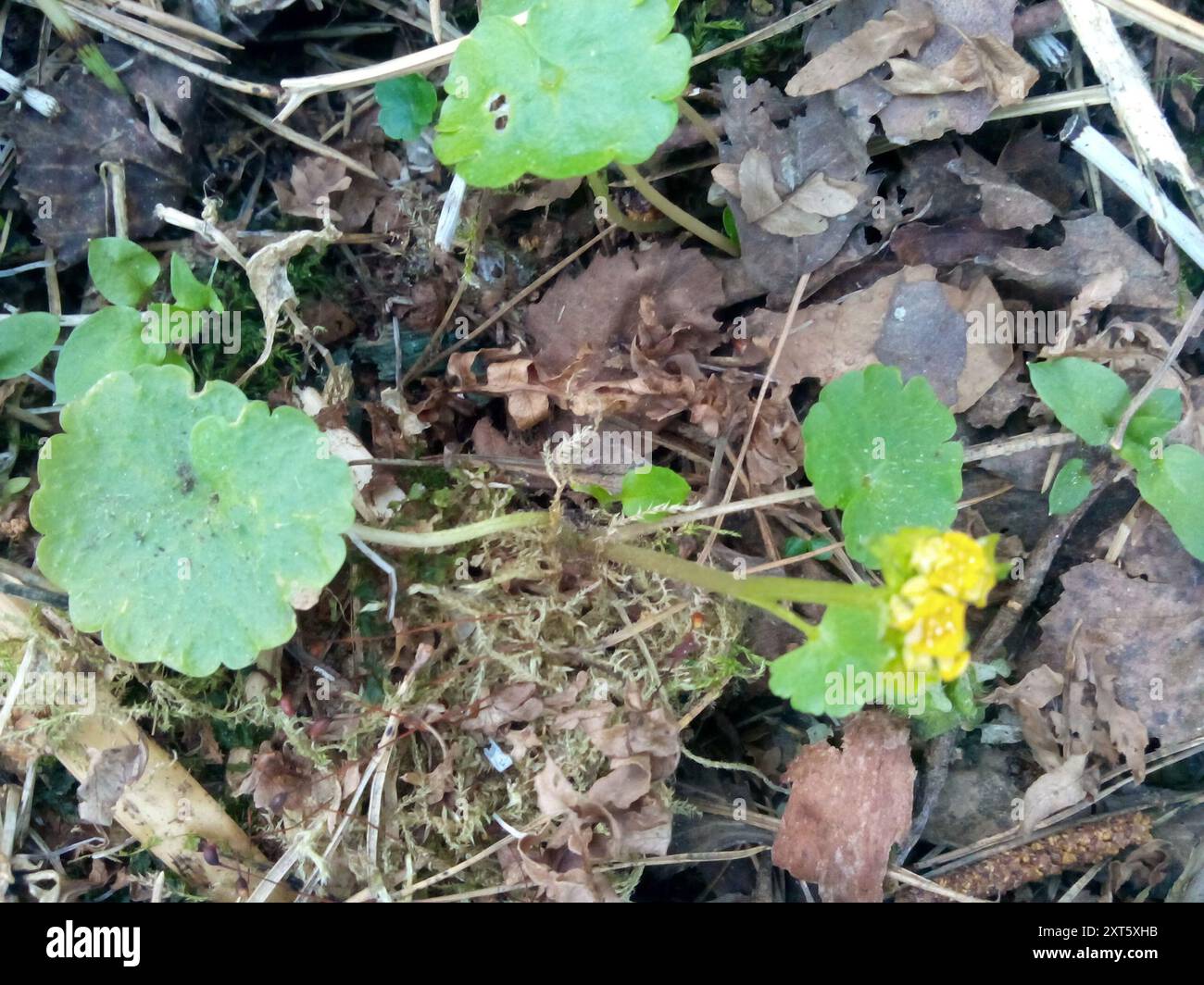 Alternate-leaved Golden Saxifrage (Chrysosplenium alternifolium ...