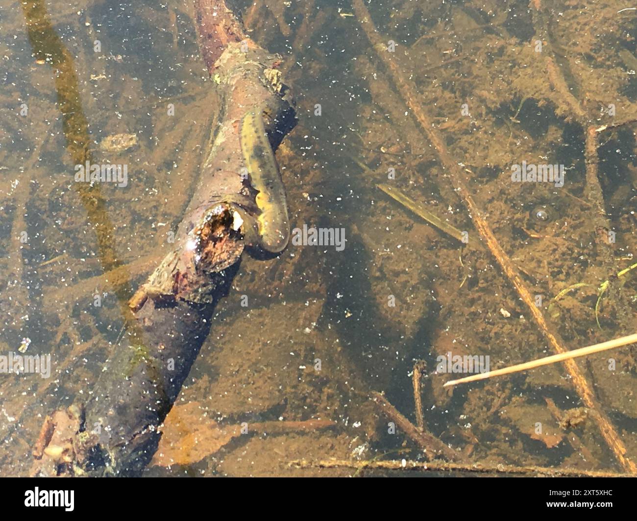 Eastern Newt (Notophthalmus viridescens) Amphibia Stock Photo - Alamy