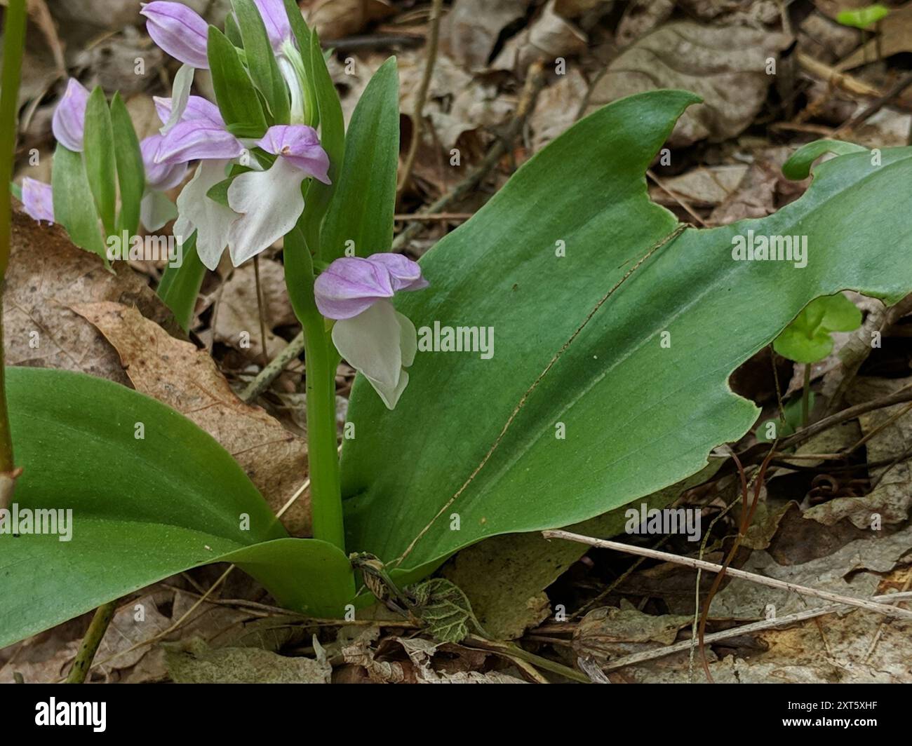 Galearis spectabilis hi-res stock photography and images - Alamy