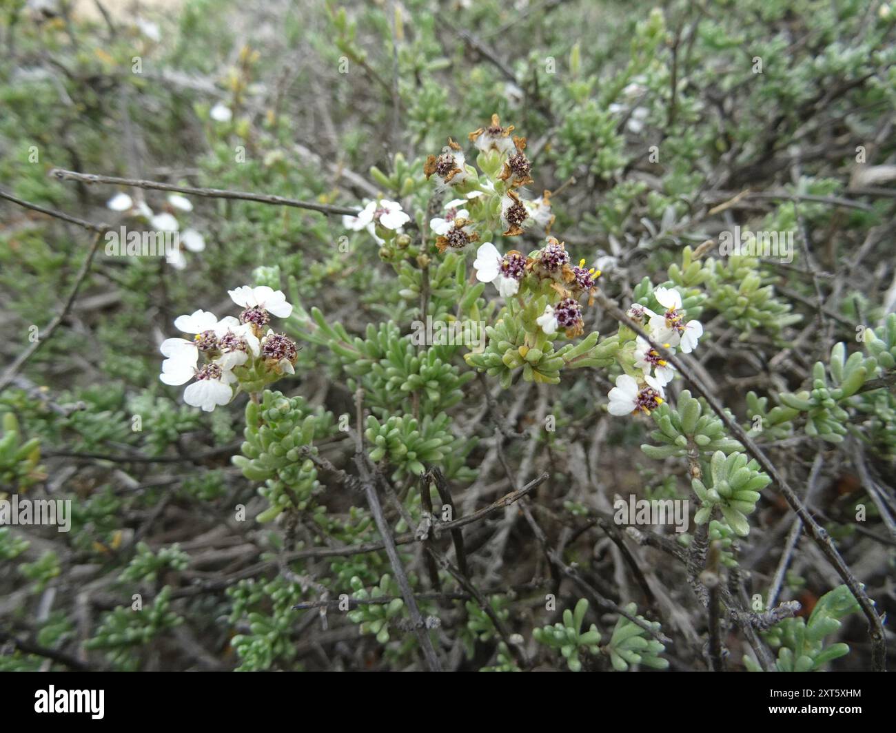 Cape Snow Bush (Eriocephalus africanus) Plantae Stock Photo - Alamy