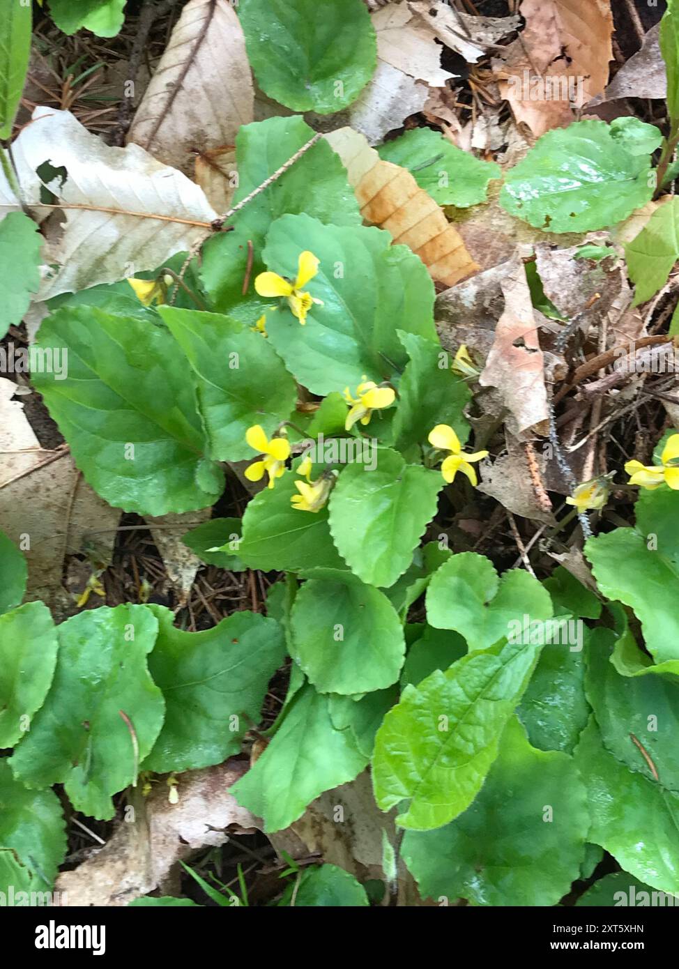 Round-leaved Violet (Viola rotundifolia) Plantae Stock Photo - Alamy