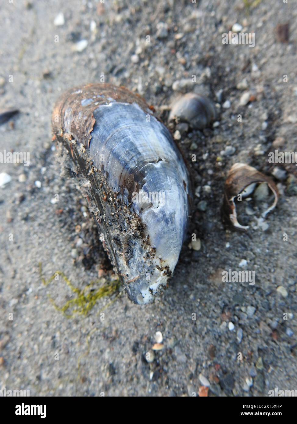 Blue Mussel (Mytilus edulis) Mollusca Stock Photo - Alamy