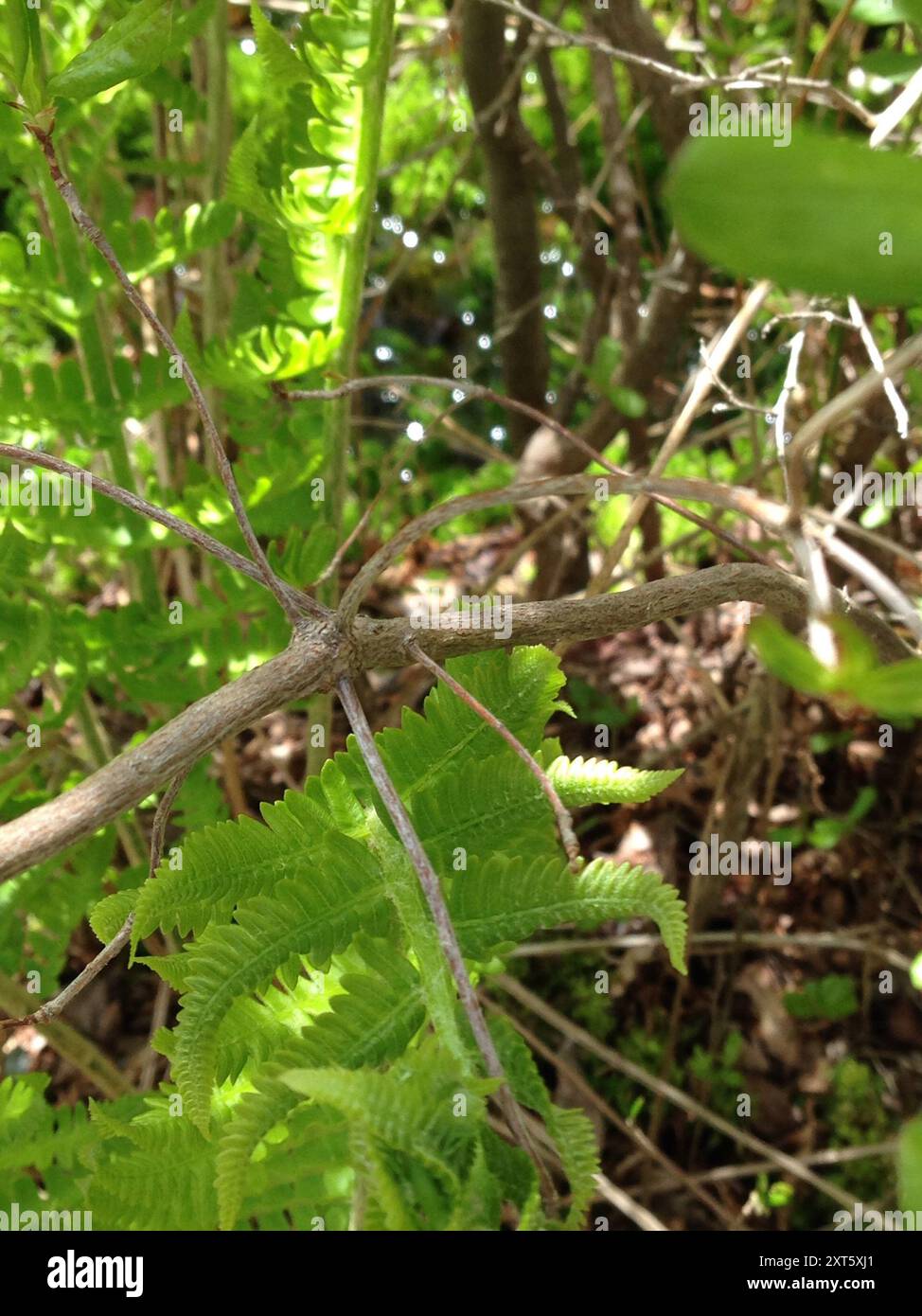swamp azalea (Rhododendron viscosum) Plantae Stock Photo - Alamy
