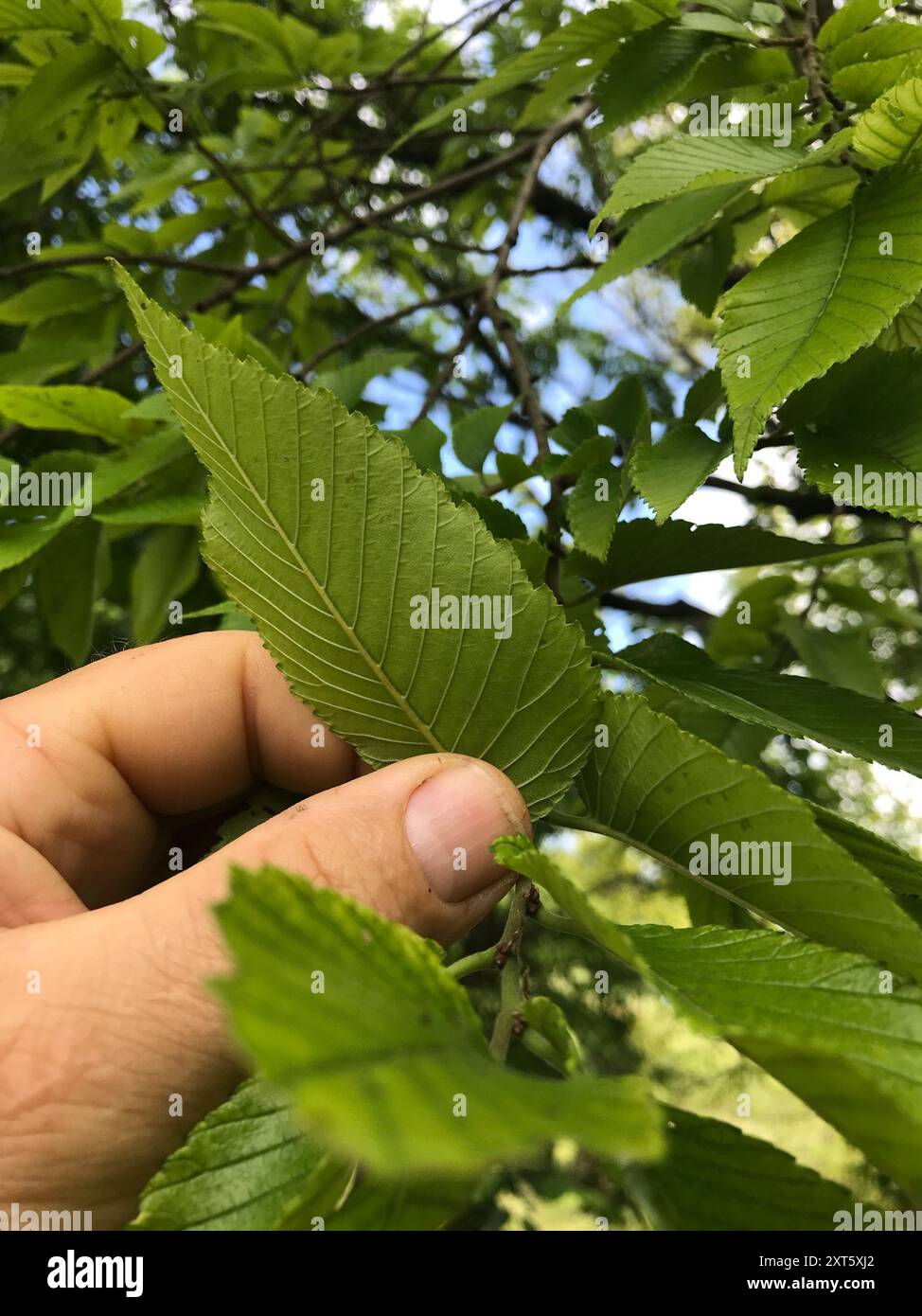 American elm (Ulmus americana) Plantae Stock Photo - Alamy