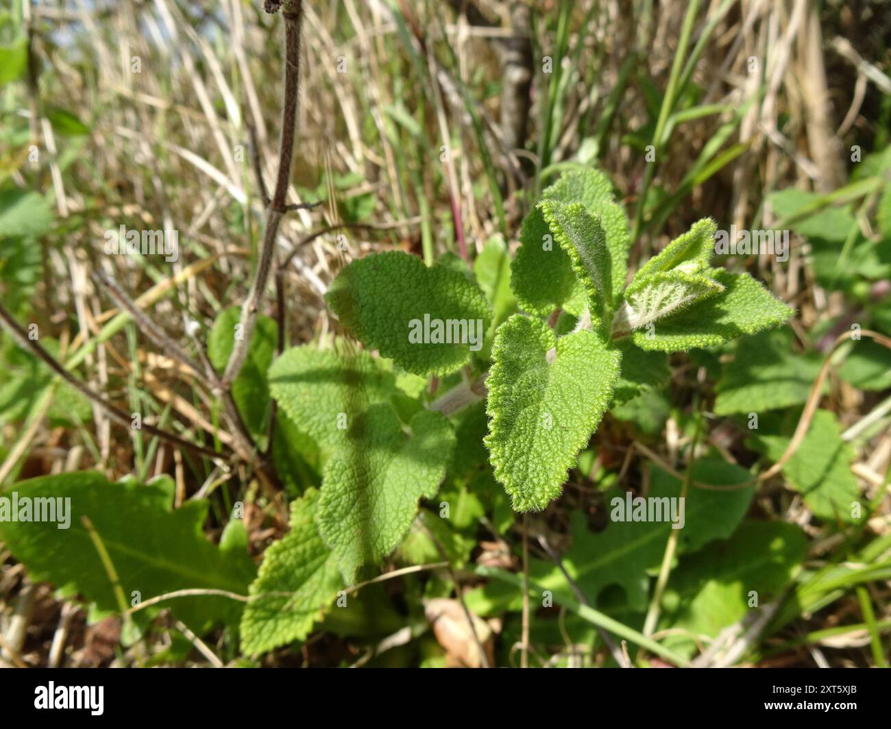 woodland germander (Teucrium scorodonia) Plantae Stock Photo - Alamy