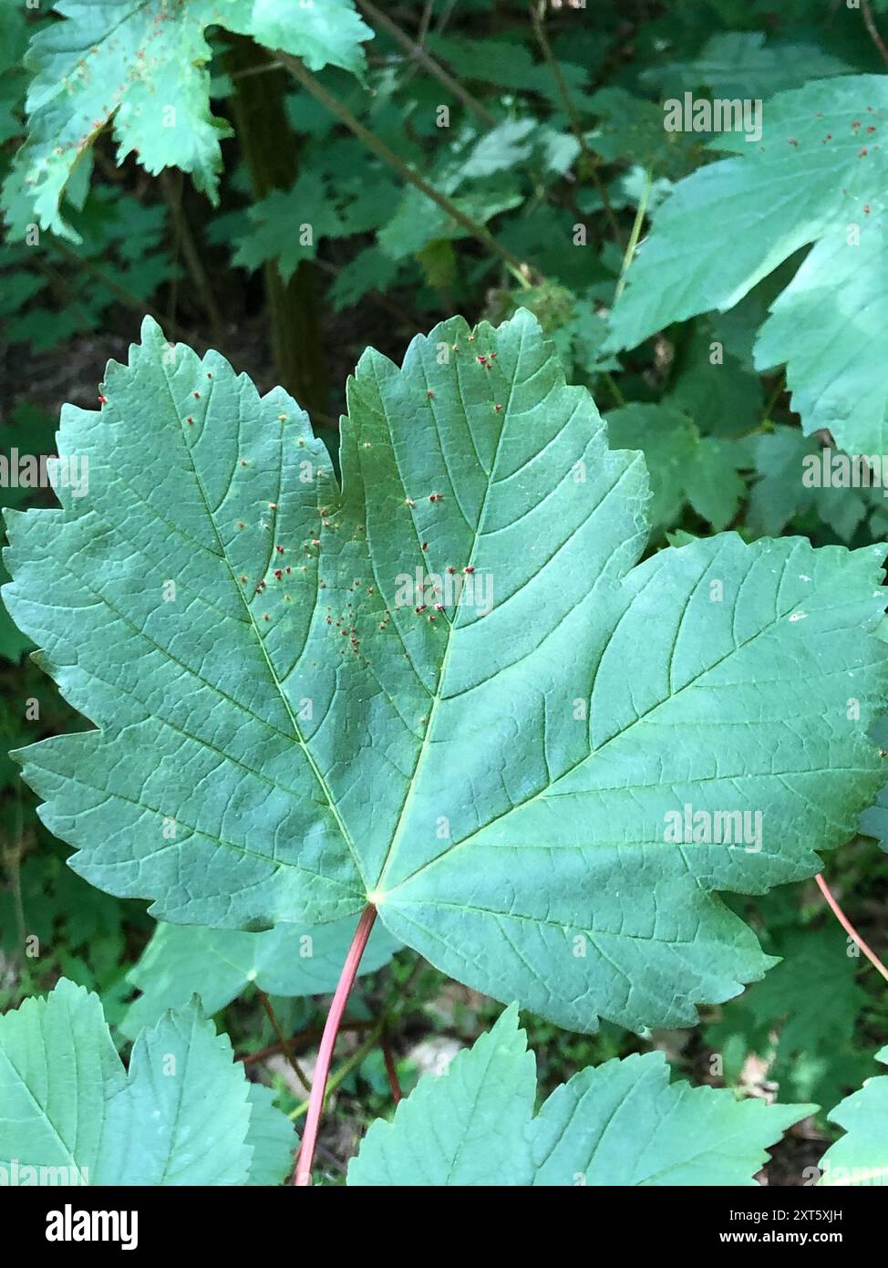 (Aceria myriadeum) Arachnida Stock Photo - Alamy
