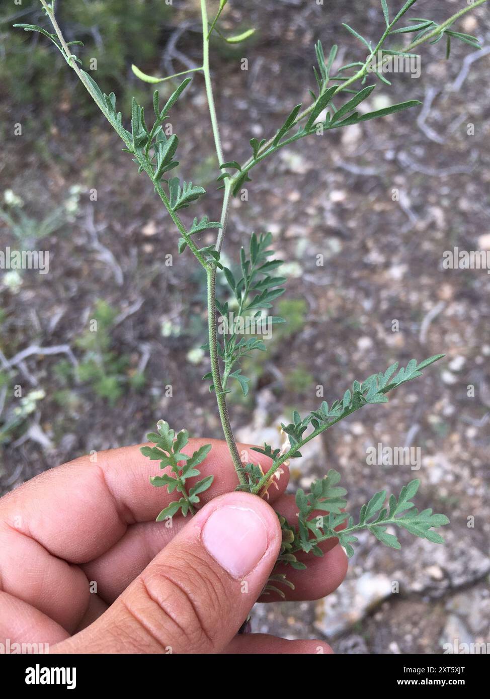 Western Tansymustard (Descurainia pinnata) Plantae Stock Photo - Alamy
