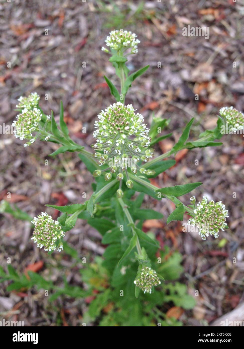 field peppergrass (Lepidium campestre) Plantae Stock Photo - Alamy