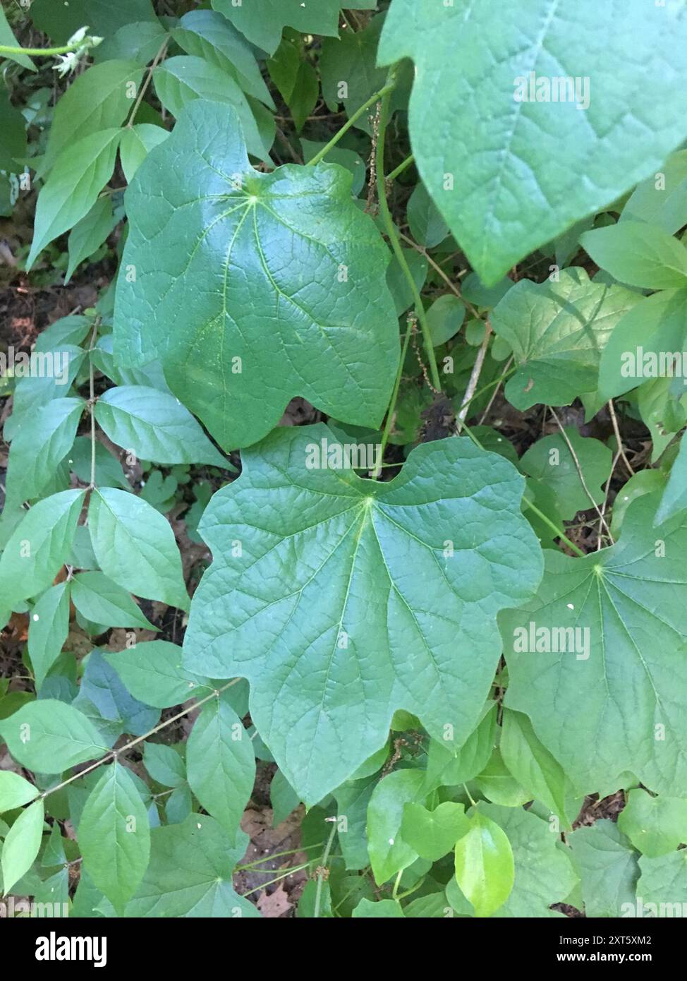 moonseed (Menispermum canadense) Plantae Stock Photo - Alamy
